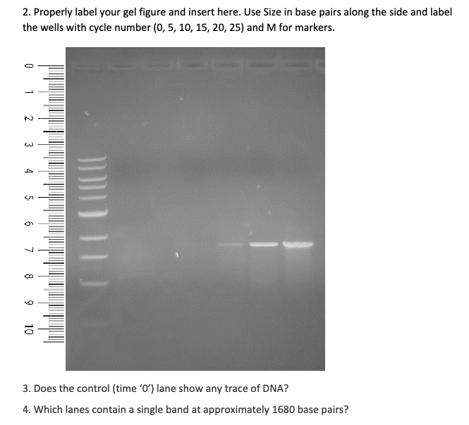 Solved 2. Properly label your gel figure and insert here. | Chegg.com