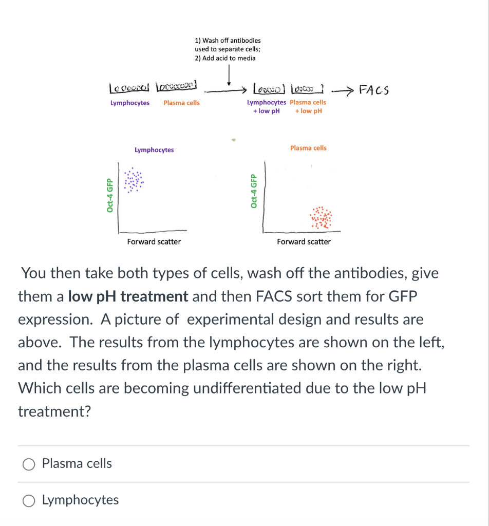 Solved You then take both types of cells, wash off the | Chegg.com