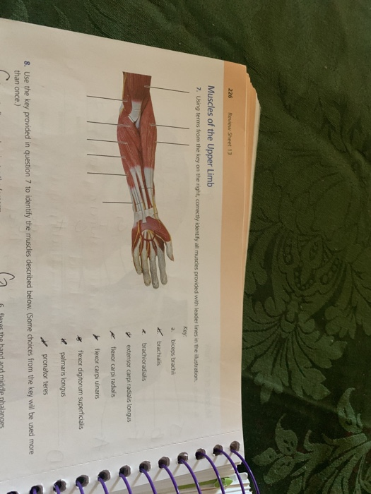 Solved Muscles of the Lower Limb 9. Using the terms from the | Chegg.com