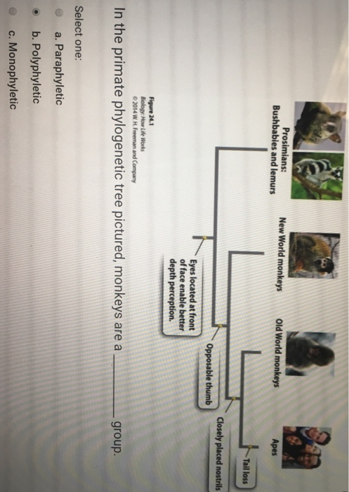 Solved Prosimians: Bushbabies and lemurs New World monkeys | Chegg.com