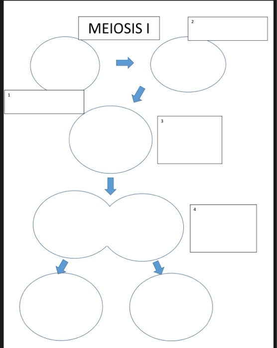 Solved Chapter 10 Study Guide Meiosis Key terms: Diploid | Chegg.com