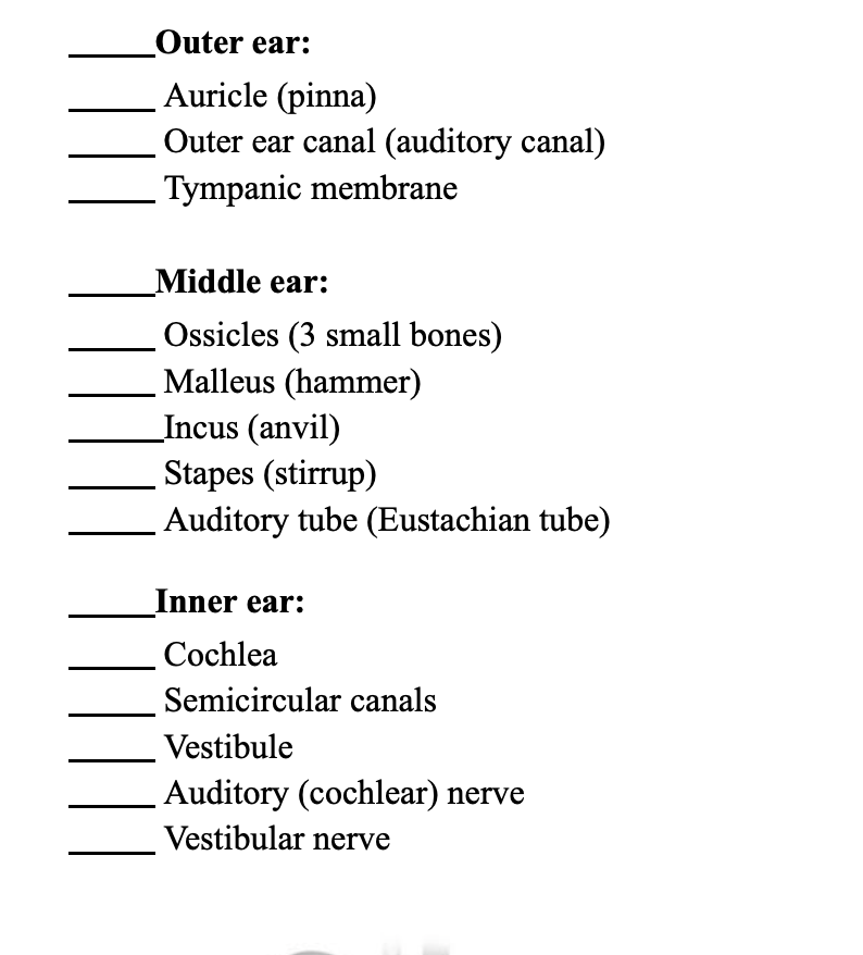 Solved Outer ear: Auricle (pinna) Outer ear canal (auditory | Chegg.com