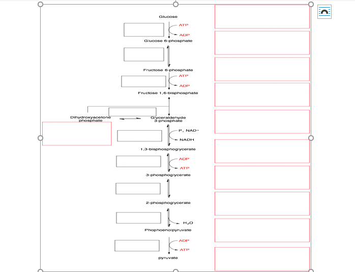 Solved Basic Concepts Worksheet 4.1 Description: Glycolysis | Chegg.com