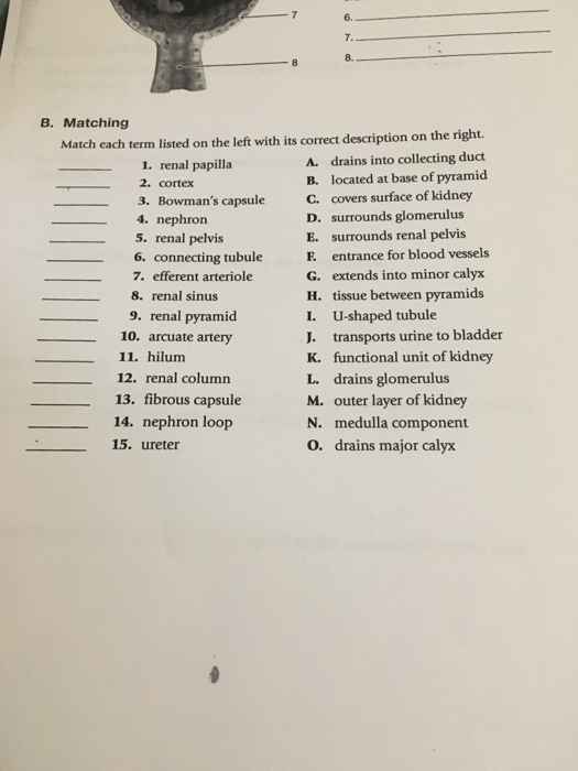 Solved match each term listed on the left with its correct | Chegg.com