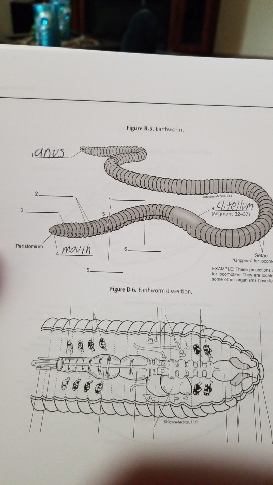 Solved Figure B-5. Earthworm anus Cirellm Peristomium Setae | Chegg.com