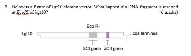 Solved 2. Below is a figure of λ gt 10 cloning vector. What | Chegg.com