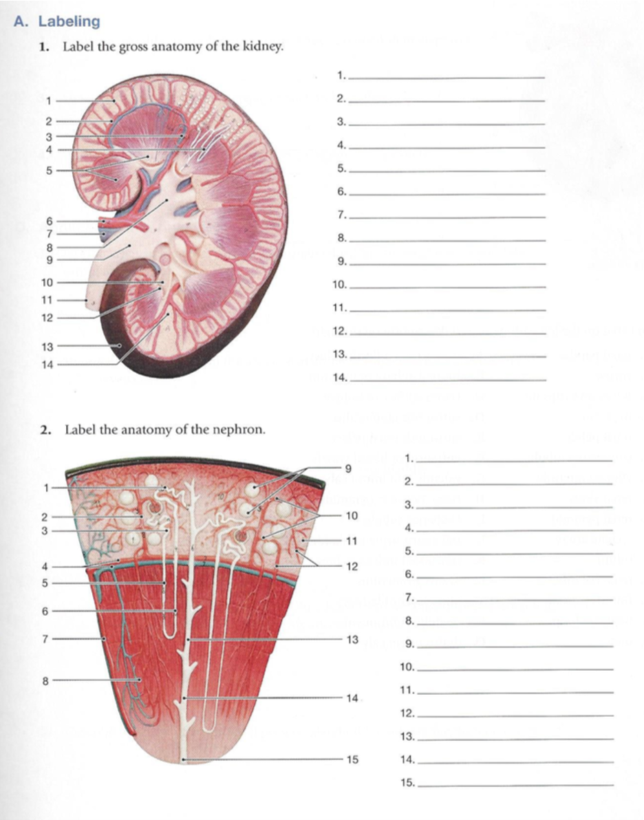 Solved 1. Label the gross anatomy of the kidney. 1. 2. 3. 4. | Chegg.com