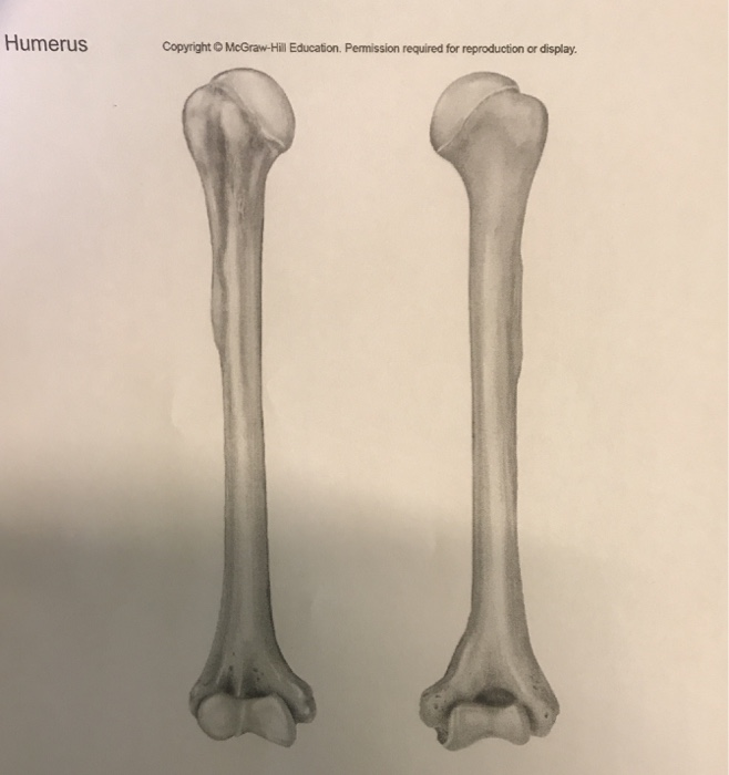 Difference Between Right And Left Humerus