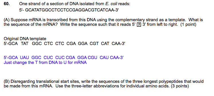 Solved One strand of a section of DNA isolated from E. ﻿coli | Chegg.com