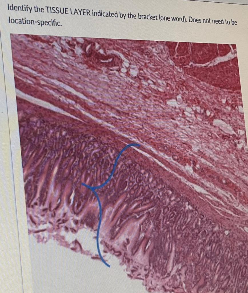 Identify the STRUCTURES indicated by the pointers. | Chegg.com