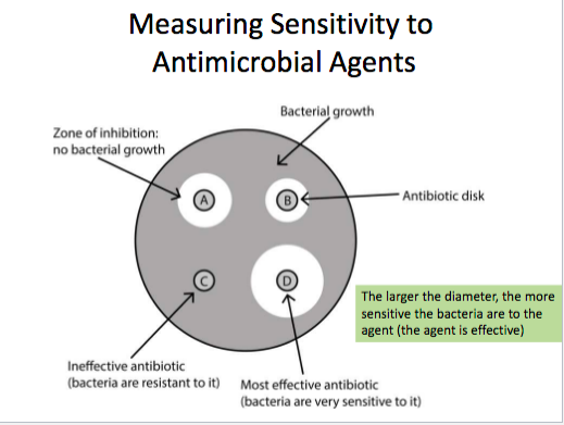 Solved Measuring Sensitivity to Antimicrobial Agents | Chegg.com