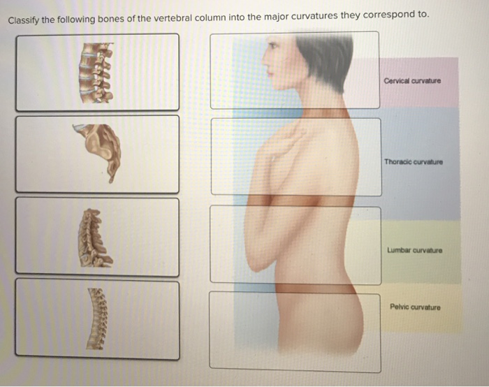Solved Classify the following bones of the vertebral column | Chegg.com