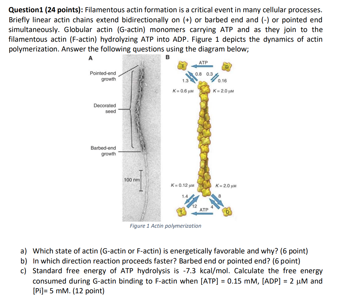 Solved Question1 (24 points): Filamentous actin formation is | Chegg.com