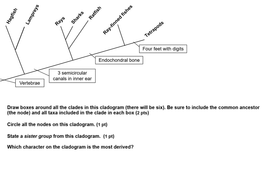 Draw boxes around all the clades in this cladogram | Chegg.com