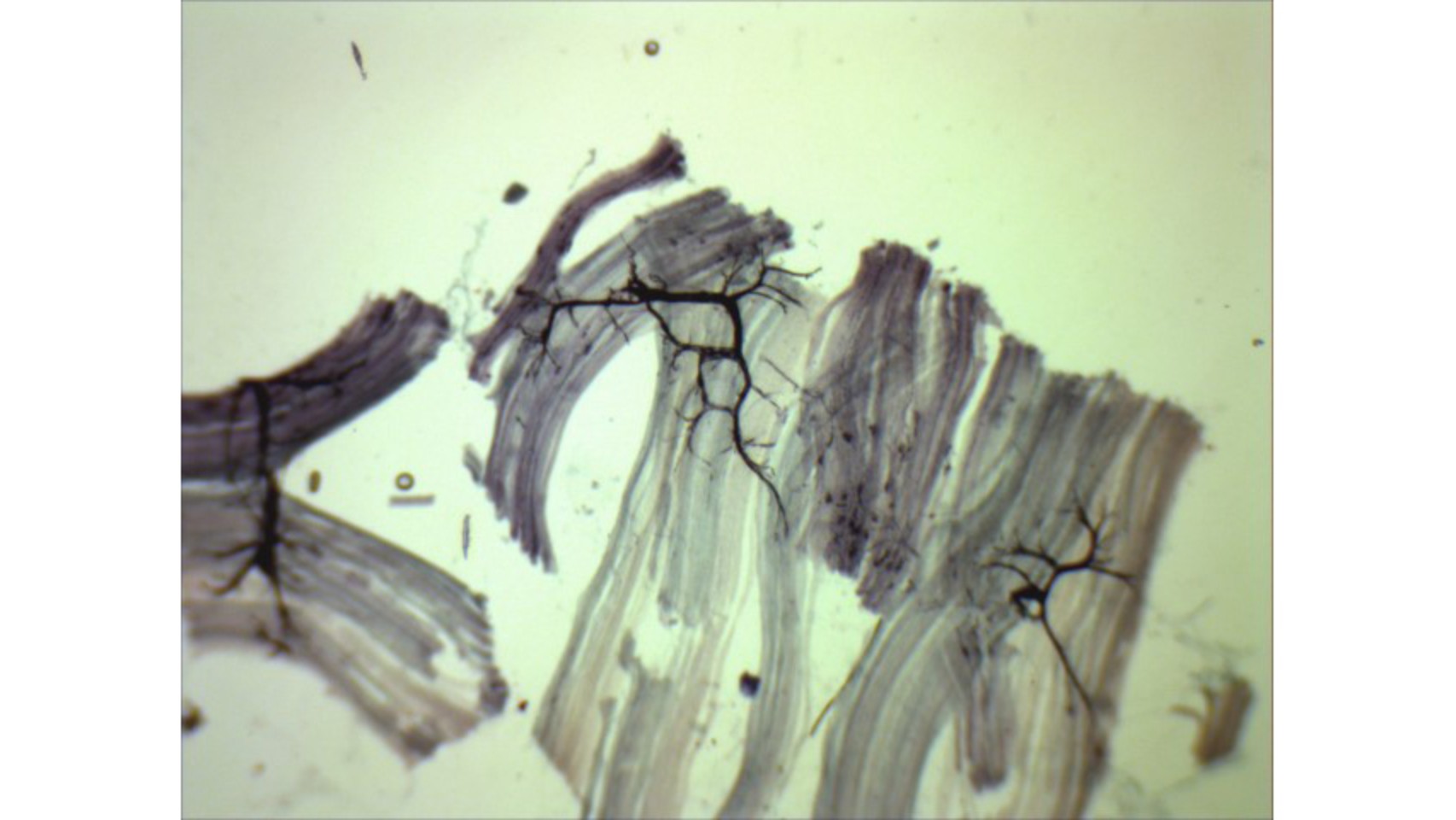 Solved what photo best shows the ends of an axon and the | Chegg.com