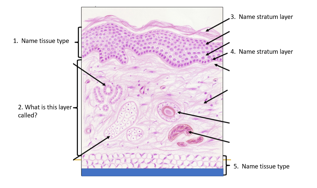 Solved 1. ﻿name the tissue type 2. ﻿what is this layer | Chegg.com