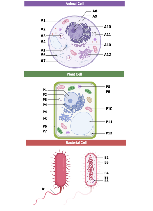 Solved On the back of this page are images of THREE | Chegg.com