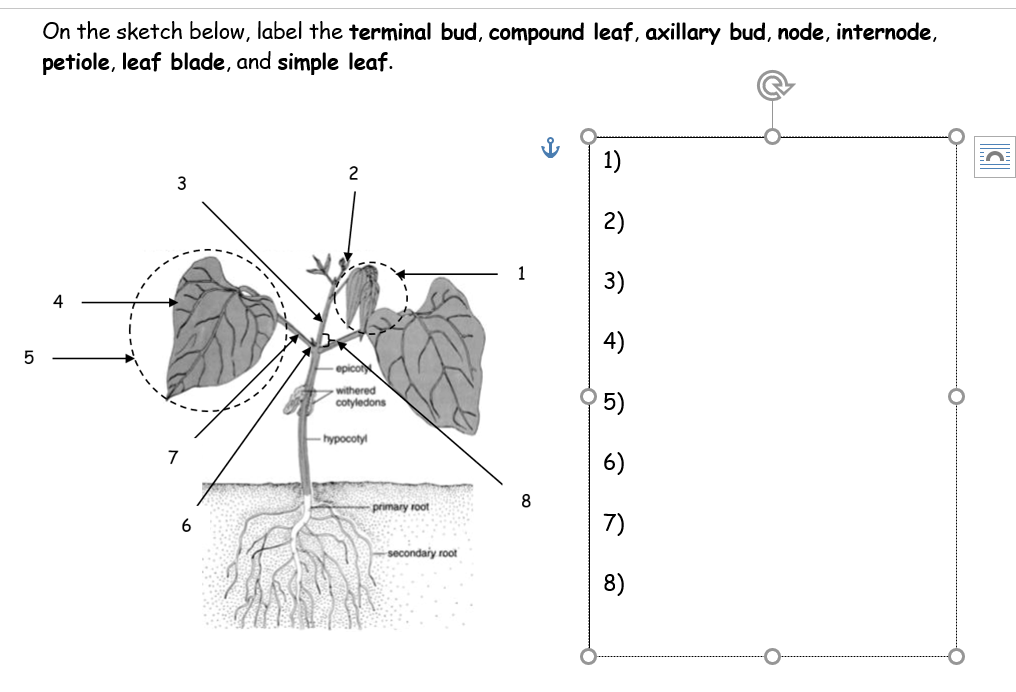 Solved On the sketch below, label the terminal bud, compound | Chegg.com