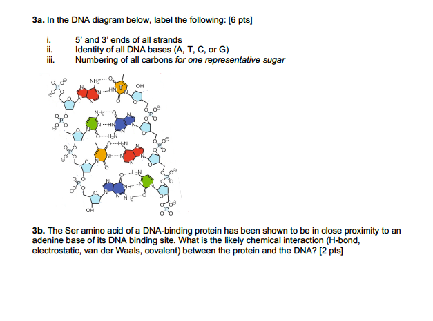 Solved 3a. In the DNA diagram below, label the following: (6 | Chegg.com