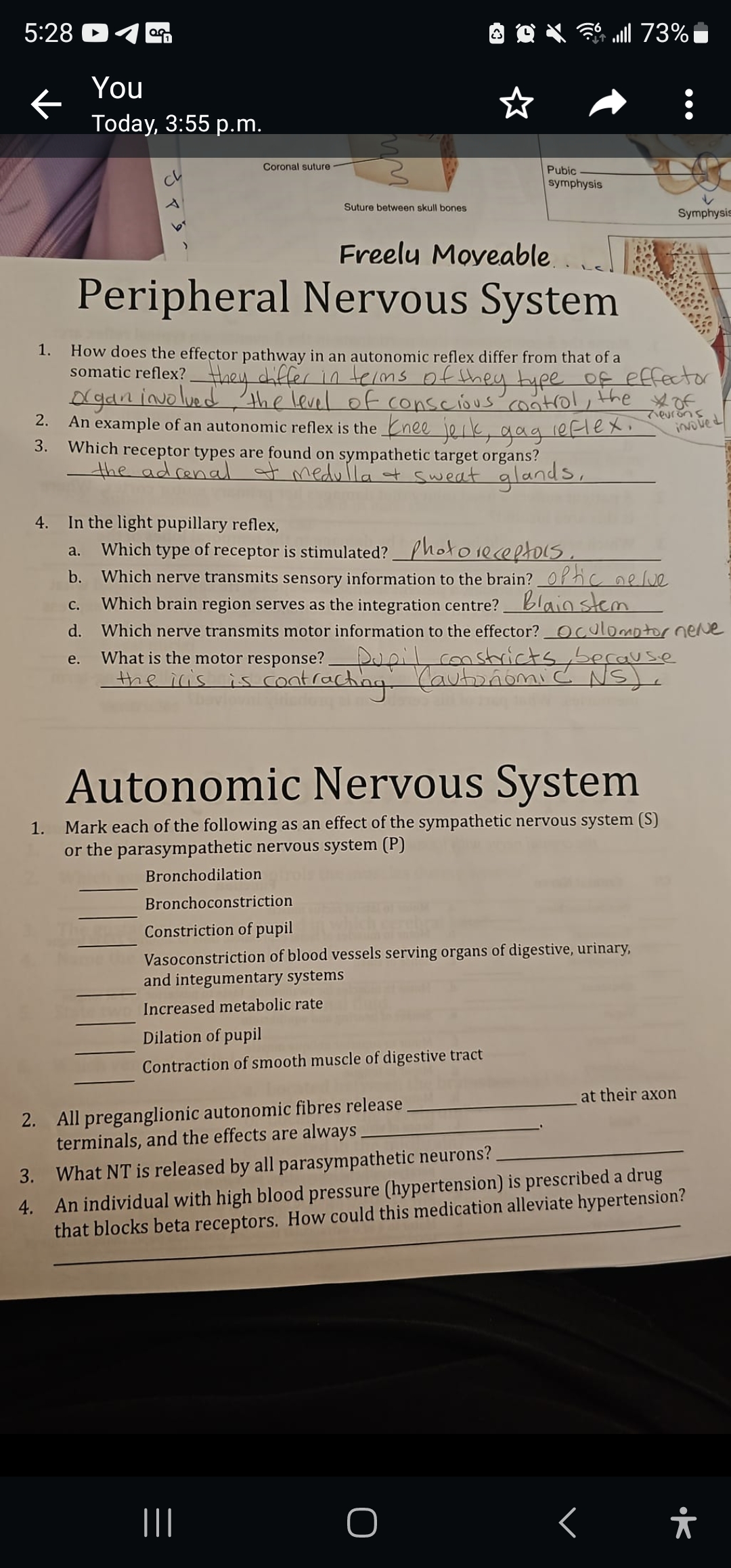 Solved Autonomic Nervous SystemMark each of the following as | Chegg.com