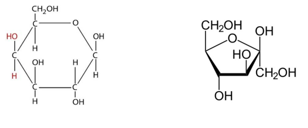 Solved BIOCHEMISTRY Identify the names of the following | Chegg.com