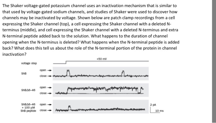 Solved The Shaker voltage-gated potassium channel uses an | Chegg.com