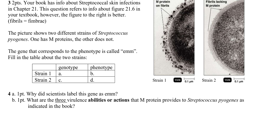 Solved M protein on fibrils Fibrils lacking M protein 3 | Chegg.com