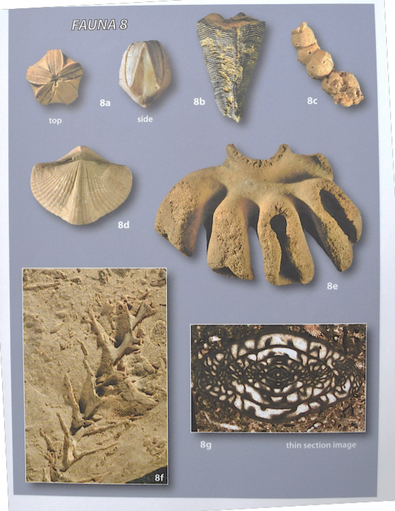 Part 1: Index Fossils in Depositional Sequences The | Chegg.com