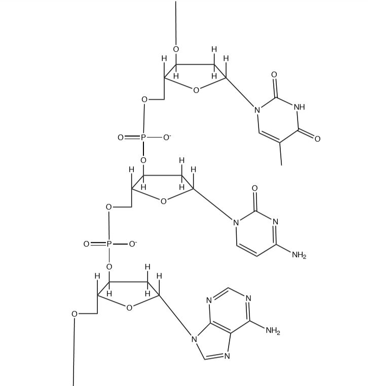 Solved a) label the 5' and 3' ends b) Circle a purine c) | Chegg.com