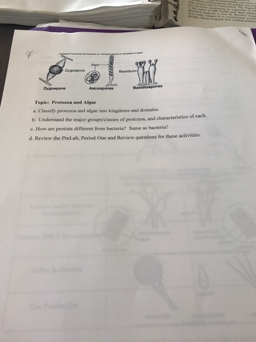Solved a. Classify protozoa and algae into kingdoms and | Chegg.com