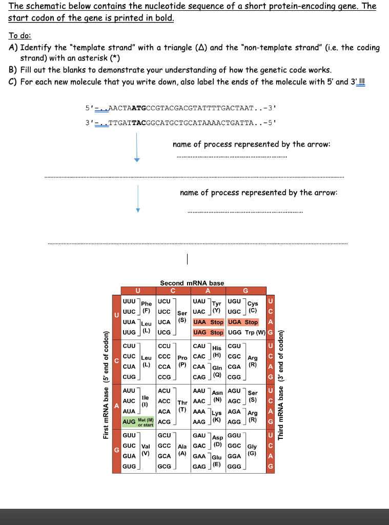 Solved The schematic below contains the nucleotide sequence | Chegg.com