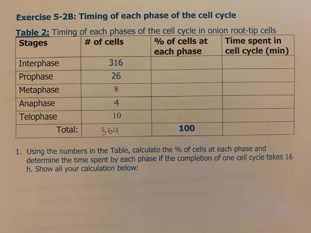 Solved Exercise 5-2B: Timing of each phase of the cell cycle | Chegg.com