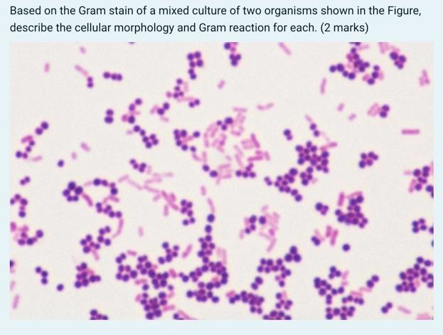 Solved Based on the Gram stain of a mixed culture of two | Chegg.com