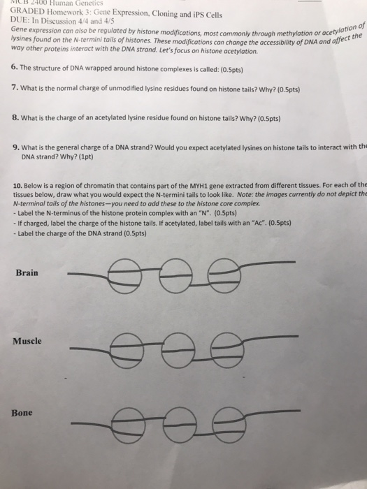 Solved ICB 2400 Human Genetics GRADED Homework 3: Gene | Chegg.com