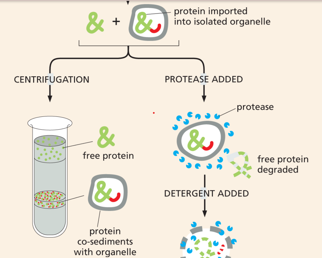 Solved A protein bearing a signal sequence can be introduced | Chegg.com