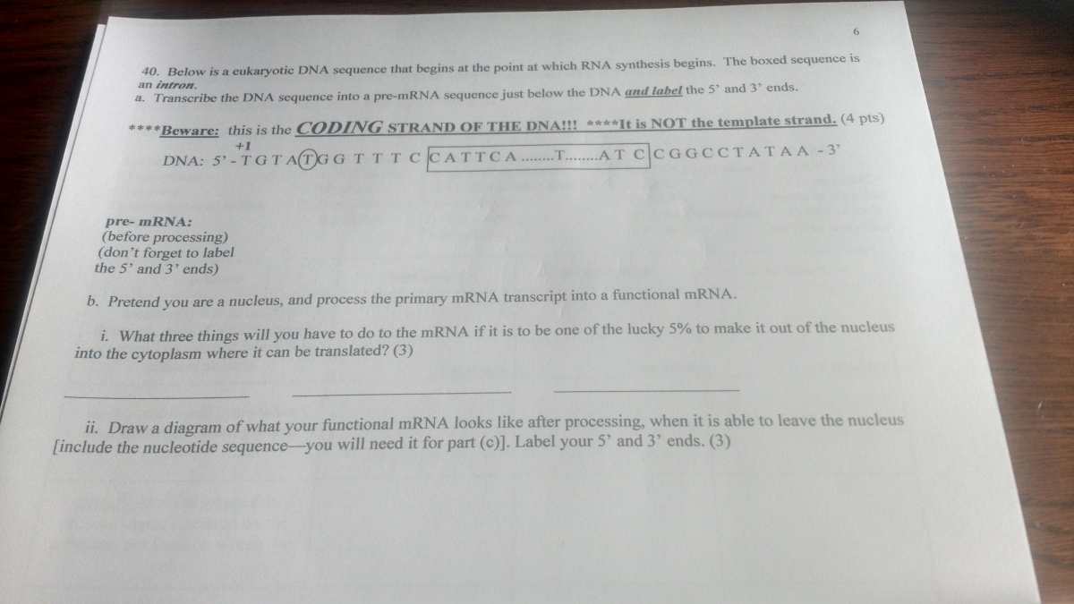 Solved 40. Below is a eukaryotic DNA sequence that begins at | Chegg.com