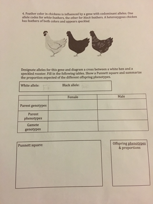 Solved 4. Feather color in chickens is influenced by a gene | Chegg.com