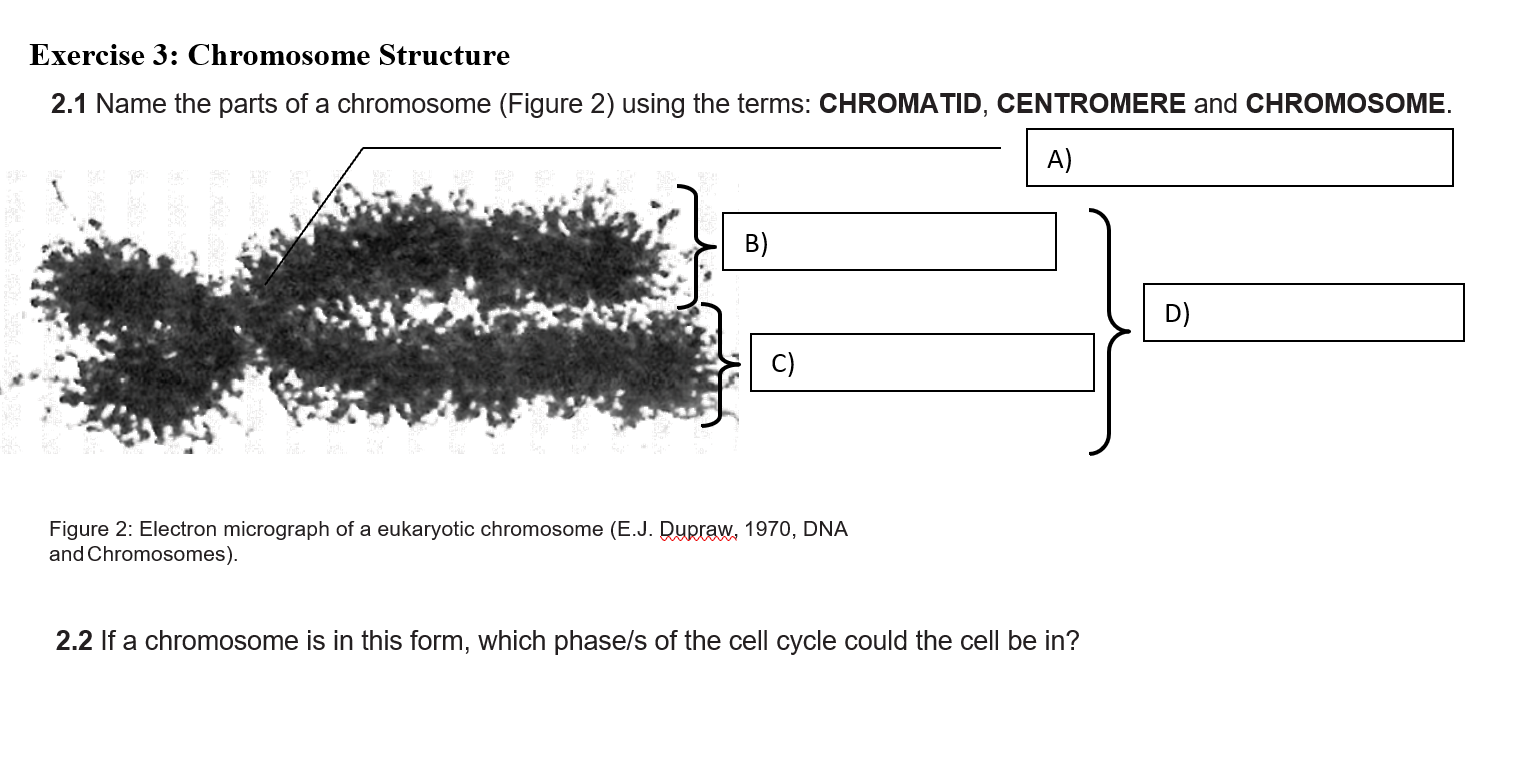 Solved 2.1 Name the parts of a chromosome (Figure 2) using | Chegg.com
