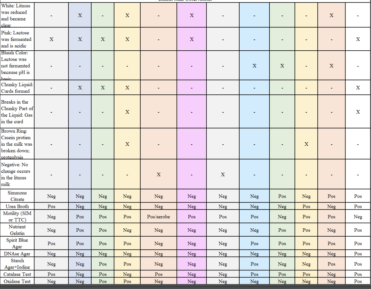 Dichotomous key showing all potential bacteria | Chegg.com