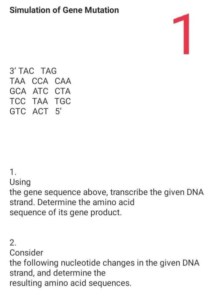 Solved Simulation of Gene Mutation 1 3' TAC TAG TAA CCA CAA | Chegg.com
