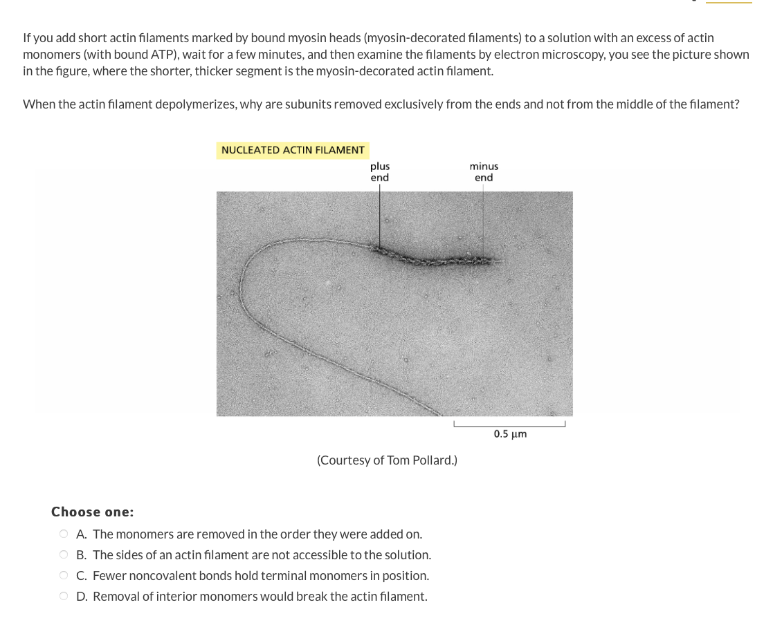 Solved If you add short actin filaments marked by bound | Chegg.com