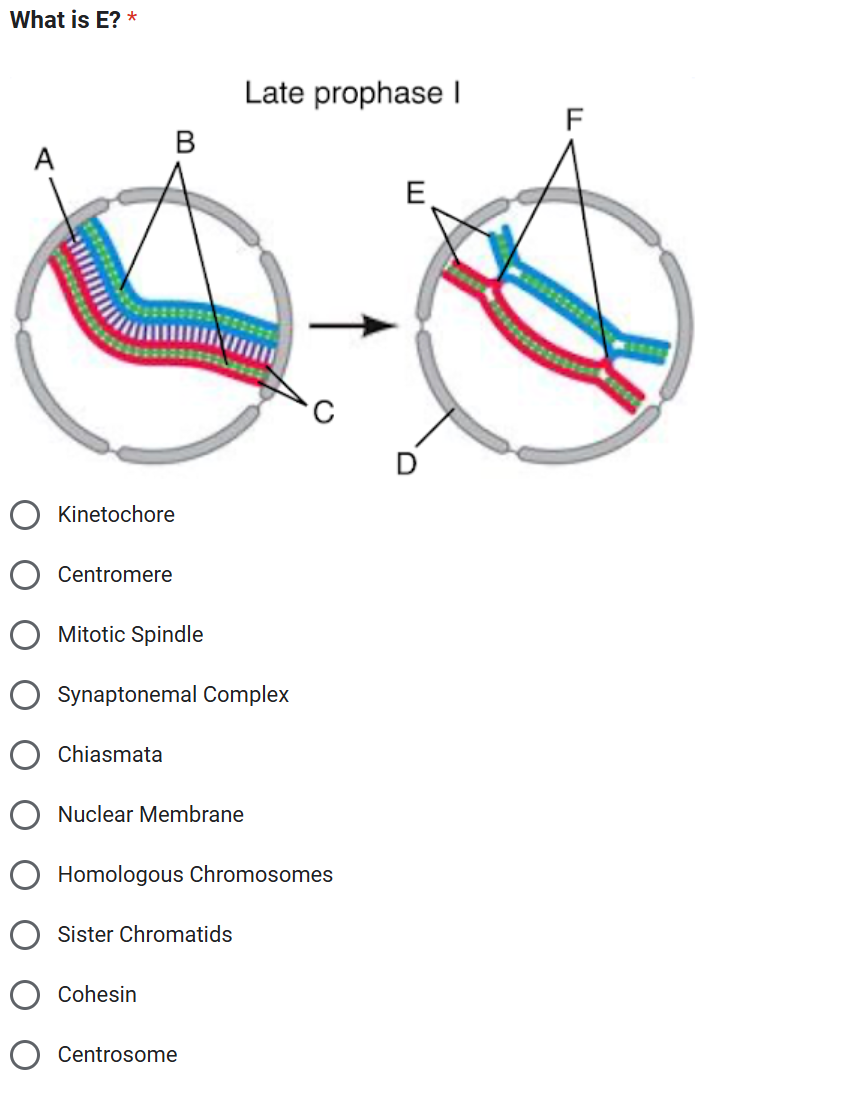 Solved What is E ? *Late prophase | Chegg.com