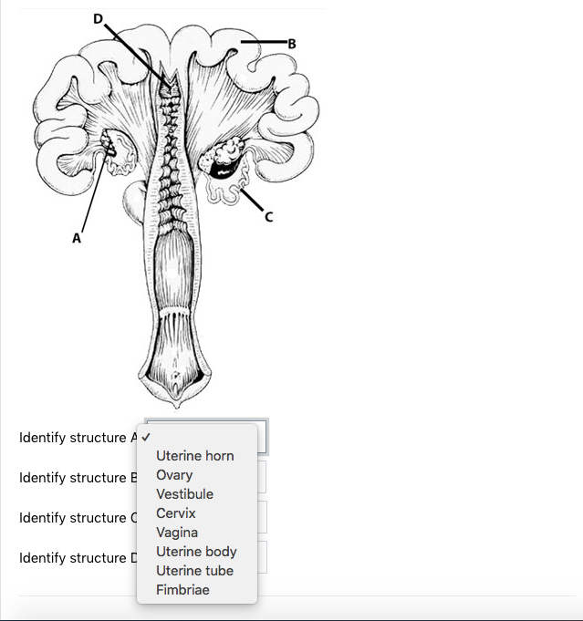 Solved -B Identify structure A Uterine horn Identify | Chegg.com
