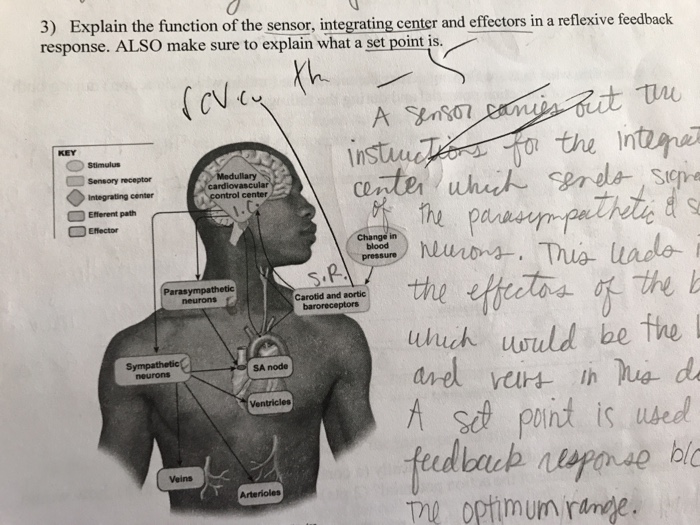 Solved 3) Explain the function of the sensor, integrating | Chegg.com