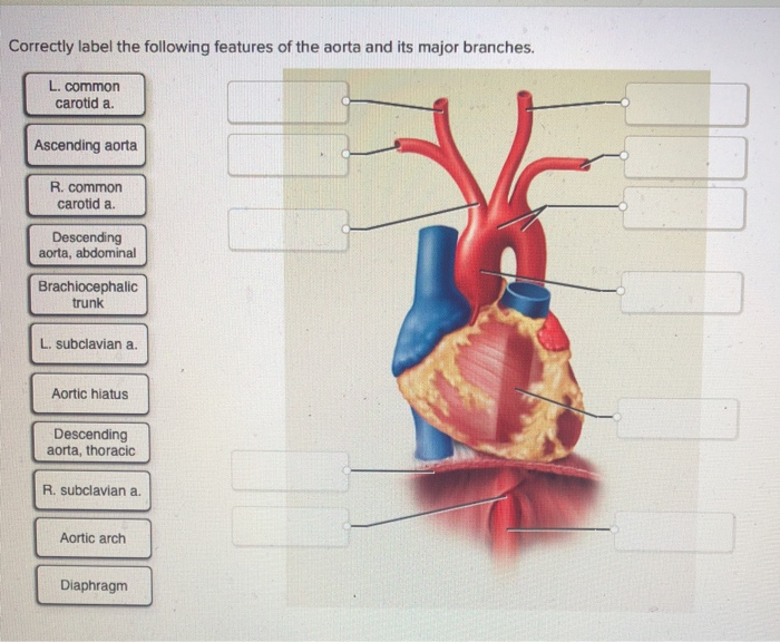 Solved Correctly label the following features of the aorta | Chegg.com