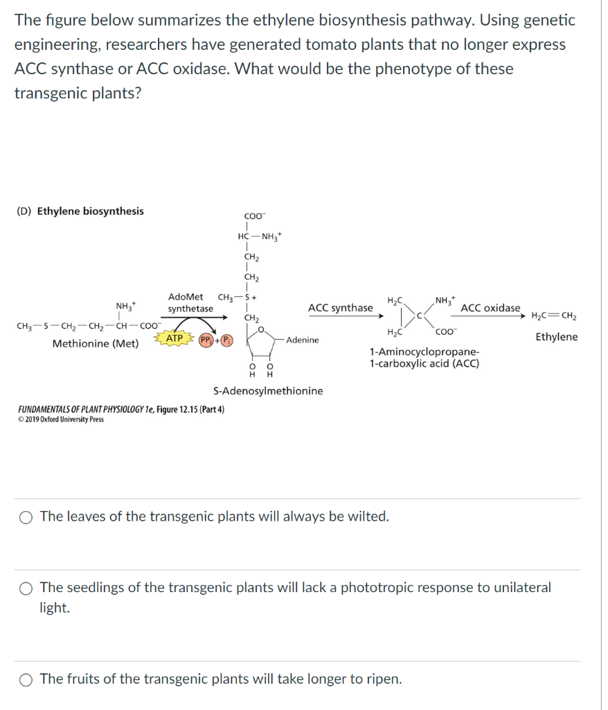 Solved The figure below summarizes the ethylene biosynthesis | Chegg.com