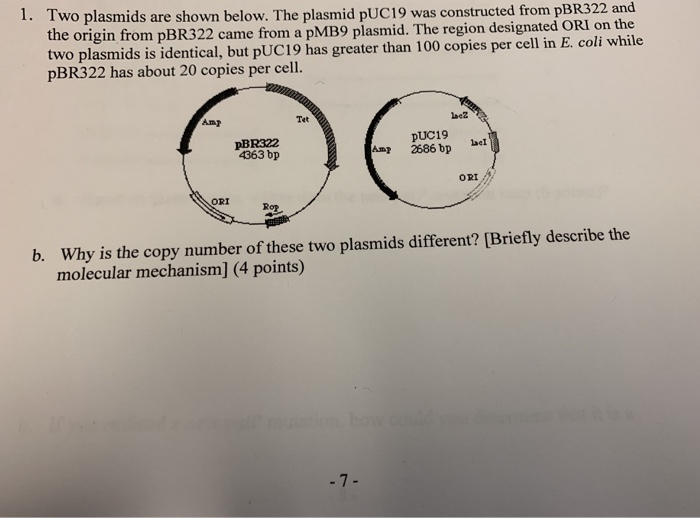 Solved 1. Two plasmids are shown below. The plasmid pUC19 | Chegg.com