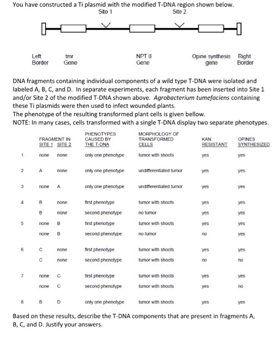 Solved You have constructed a Ti plasmid with the modified | Chegg.com