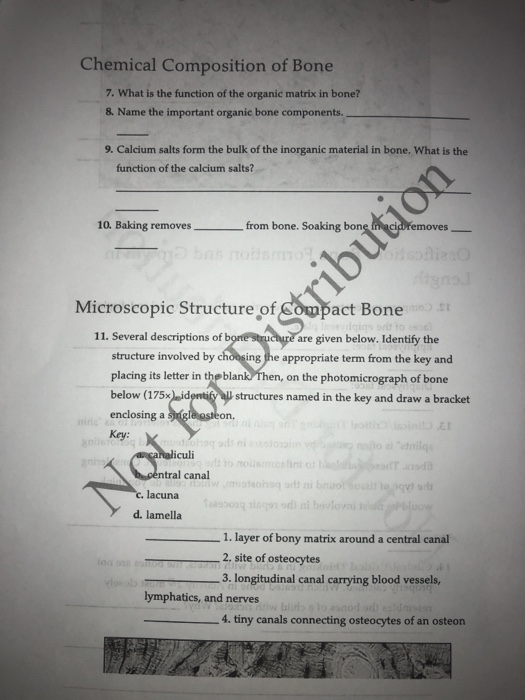 Classification And Structure Of Bones And Cartilages