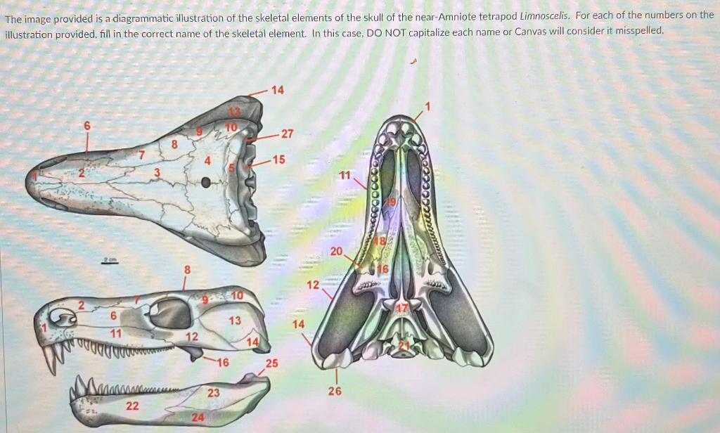 Solved The image provided is a diagrammatic illustration of | Chegg.com